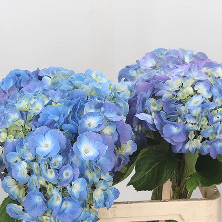 Hydrangea Candy Floss Blue 60cm | Wholesale Dutch Flowers & Florist ...