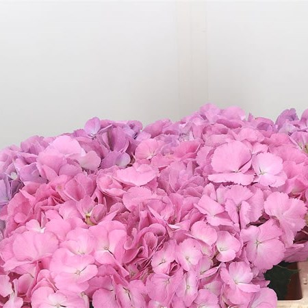 Hydrangea Candy Floss Pink 50cm | Wholesale Dutch Flowers & Florist ...