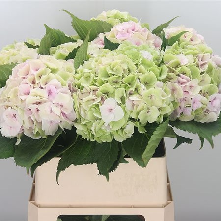 Hydrangea Classic Emerald Pink/Green 80cm | Wholesale Dutch Flowers ...