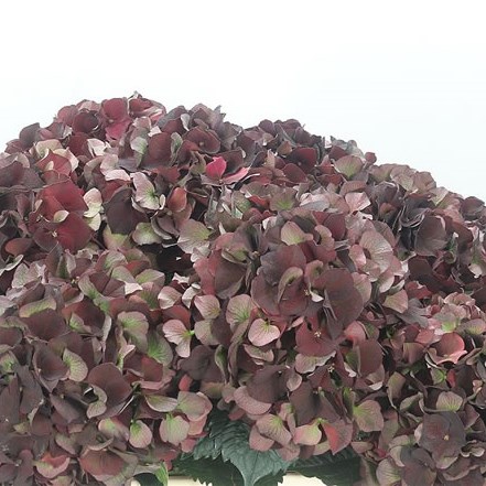 Hydrangea Dark Ruby Brown Classic 40cm | Wholesale Dutch Flowers ...