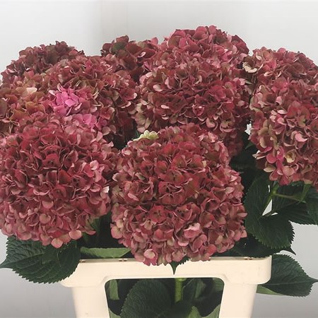 Hydrangea Dark Ruby Classic 180cm | Wholesale Dutch Flowers & Florist ...