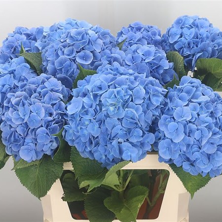 Hydrangea Diamond Blue 80cm | Wholesale Dutch Flowers & Florist Supplies UK
