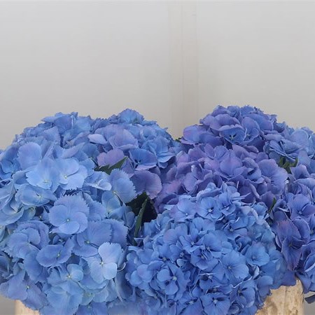 Hydrangea Elbtal Blue 50cm | Wholesale Dutch Flowers & Florist Supplies UK