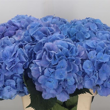 Hydrangea Elbtal Blue 60cm | Wholesale Dutch Flowers & Florist Supplies UK