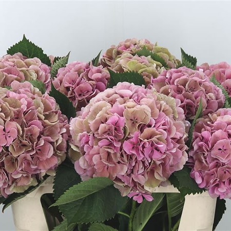 Hydrangea Elbtal Classic Pink 70cm | Wholesale Dutch Flowers & Florist ...