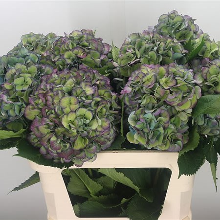 Hydrangea Elbtal Classic Purple 80cm | Wholesale Dutch Flowers ...