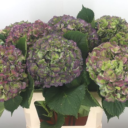 Hydrangea Elbtal Classic Purple 85cm | Wholesale Dutch Flowers ...