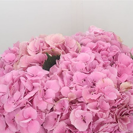Hydrangea Elbtal Pink 50cm | Wholesale Dutch Flowers & Florist Supplies UK