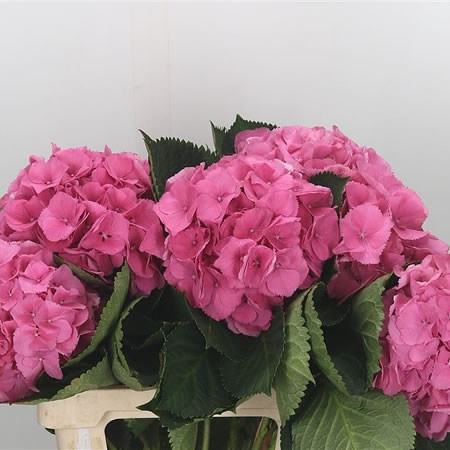 Hydrangea Elbtal Pink 60cm | Wholesale Dutch Flowers & Florist Supplies UK