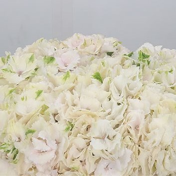 Hydrangea Emerald Champagne 40cm | Wholesale Dutch Flowers & Florist ...