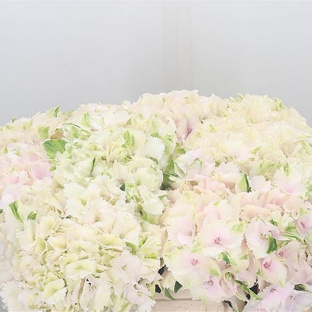 Hydrangea Emerald Champagne 50cm | Wholesale Dutch Flowers & Florist ...