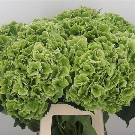 Hydrangea Emerald Green Classic 65cm | Wholesale Dutch Flowers ...