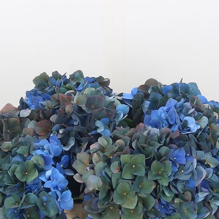 Hydrangea Fabulous Anne Classic 40cm | Wholesale Dutch Flowers ...
