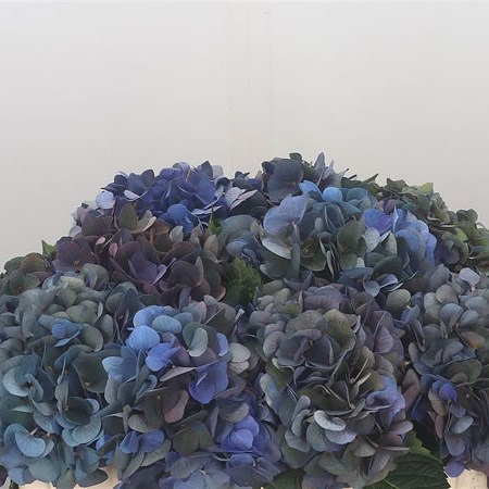 Hydrangea Fabulous Anne Classic 50cm | Wholesale Dutch Flowers ...