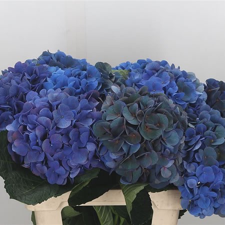 Hydrangea Fabulous Anne Classic 60cm | Wholesale Dutch Flowers ...