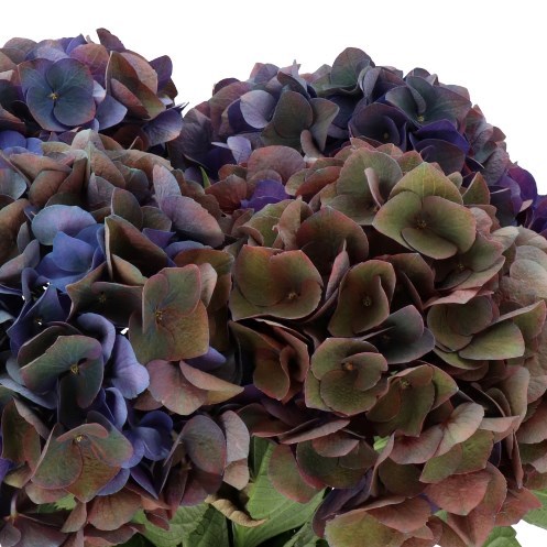 Hydrangea Fabulous Anne Classic 80cm | Wholesale Dutch Flowers ...