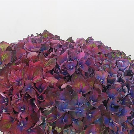 Hydrangea Galaxy 40cm | Wholesale Dutch Flowers & Florist Supplies UK