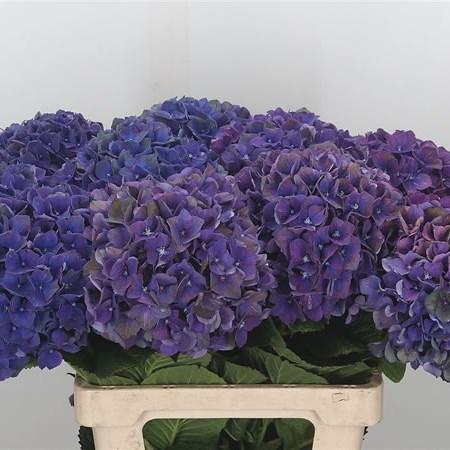 Hydrangea Galaxy 65cm | Wholesale Dutch Flowers & Florist Supplies UK