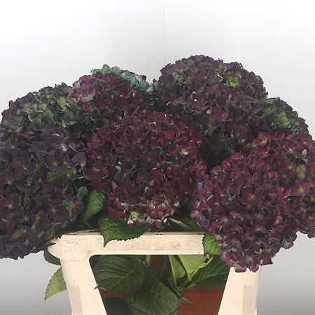 Hydrangea Galaxy Classic Green 80cm | Wholesale Dutch Flowers & Florist ...