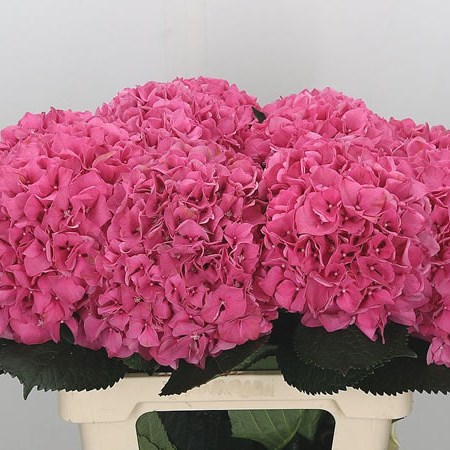 Hydrangea Glowing Alps Cerise 65cm | Wholesale Dutch Flowers & Florist ...