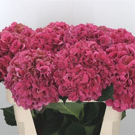 Hydrangea Glowing Alps Cerise 75cm | Wholesale Dutch Flowers & Florist ...