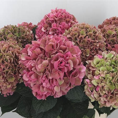 Hydrangea Glowing Alps Classic Pink 70cm | Wholesale Dutch Flowers ...