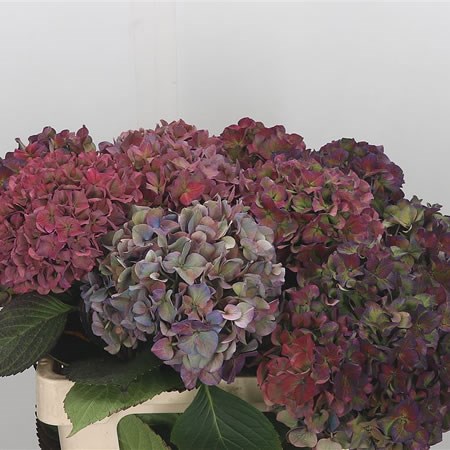 Hydrangea Glowing Alps Classic Purple/Green 55cm | Wholesale Dutch ...