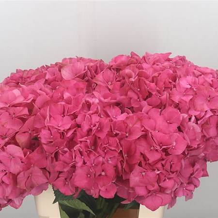 Hydrangea Glowing Alps Dark Pink 50cm | Wholesale Dutch Flowers ...