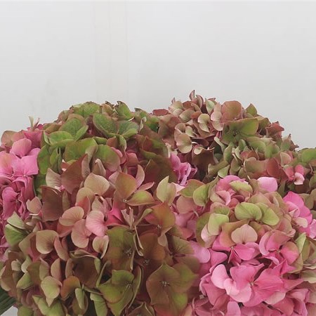 Hydrangea Glowing Alps Pink Classic 40cm | Wholesale Dutch Flowers ...