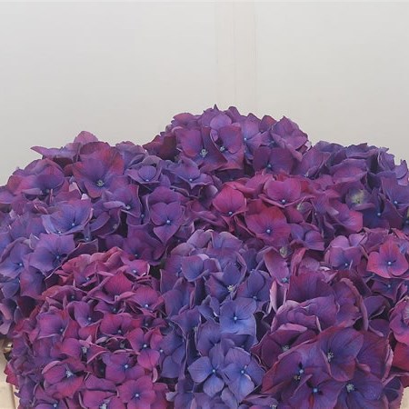 Hydrangea Glowing Alps Purple 50cm | Wholesale Dutch Flowers & Florist ...