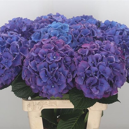 Hydrangea Glowing Alps Purple 65cm | Wholesale Dutch Flowers & Florist ...