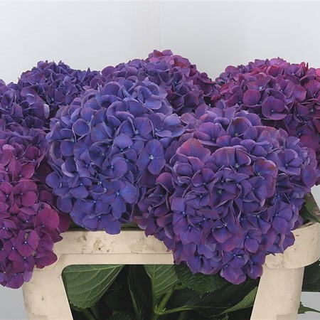 Hydrangea Glowing Alps Purple 75cm | Wholesale Dutch Flowers & Florist ...