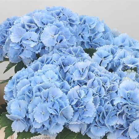 Hydrangea Lolly Pop Blue 40cm | Wholesale Dutch Flowers & Florist ...