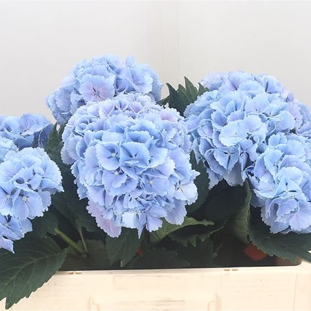 Hydrangea Lolly Pop Blue 50cm | Wholesale Dutch Flowers & Florist ...