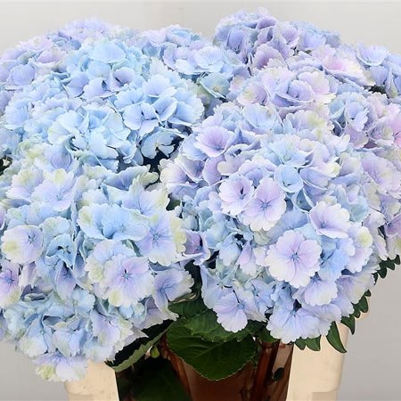 Hydrangea Lolly Pop Blue 60cm | Wholesale Dutch Flowers & Florist ...