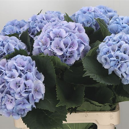 Hydrangea Lolly Pop Blue 65cm | Wholesale Dutch Flowers & Florist ...
