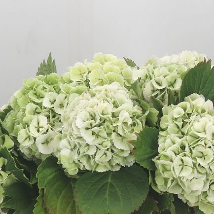 Hydrangea Lolly Pop Light Green 40cm | Wholesale Dutch Flowers ...