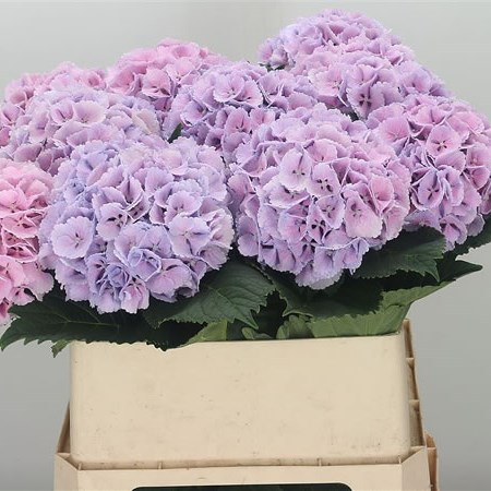 Hydrangea Lolly Pop Lilac 80cm | Wholesale Dutch Flowers & Florist ...