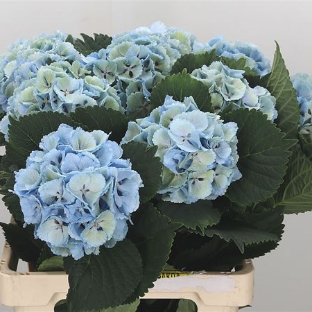 Hydrangea Lolly Pop Metalic Blue 50cm | Wholesale Dutch Flowers ...