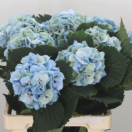 Hydrangea Lolly Pop Metalic Blue 65cm | Wholesale Dutch Flowers ...
