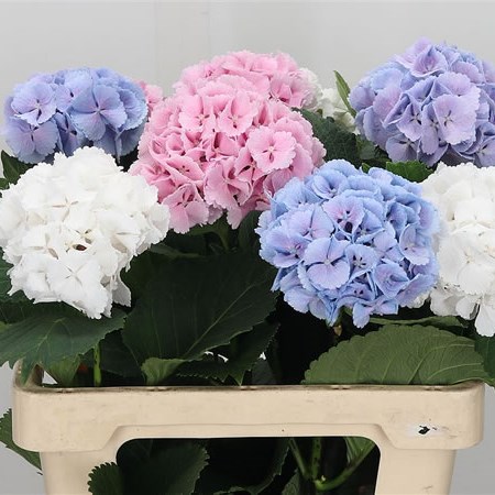 Hydrangea Lolly Pop Mix 60cm | Wholesale Dutch Flowers & Florist ...