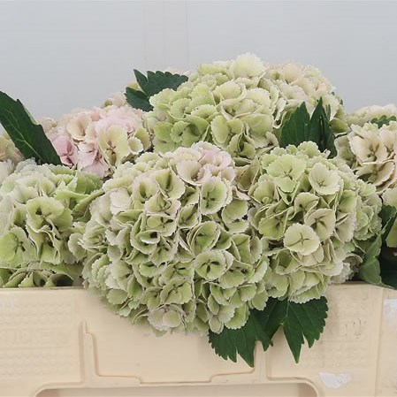 Hydrangea Lolly Pop Pastel Classic 45cm | Wholesale Dutch Flowers ...