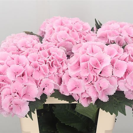 Hydrangea Lolly Pop Pink 55cm | Wholesale Dutch Flowers & Florist ...