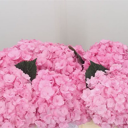 Hydrangea Magical Adora 50cm | Wholesale Dutch Flowers & Florist ...