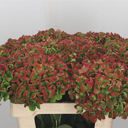 Hydrangea Magical Coral Classic 60cm | Wholesale Dutch Flowers ...