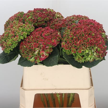 Hydrangea Magical Coral Classic 80cm | Wholesale Dutch Flowers ...