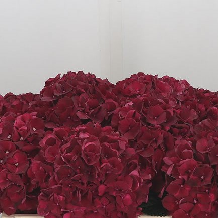 Hydrangea Magical Dark Ruby 60cm | Wholesale Dutch Flowers & Florist ...
