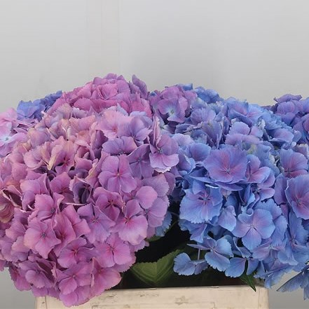 Hydrangea Magical Diamond Blue 40cm | Wholesale Dutch Flowers & Florist ...