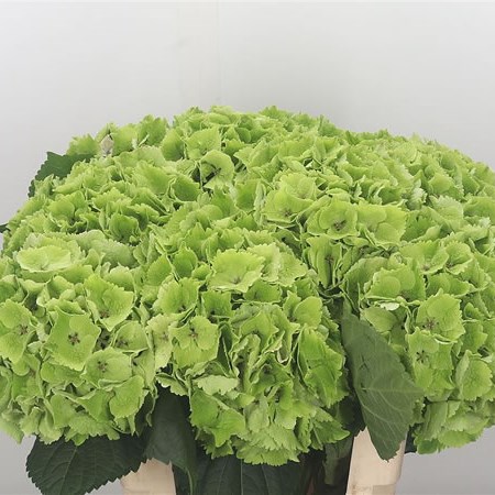 Hydrangea Magical Emerald Green 60cm | Wholesale Dutch Flowers ...