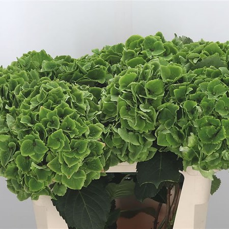 Hydrangea Magical Emerald Green 75cm | Wholesale Dutch Flowers ...